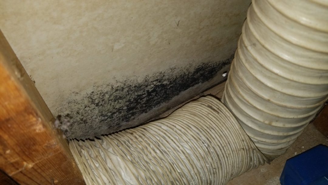 Mold Inspection - Integrity Mold Testing | Quincy IL Hannibal MO